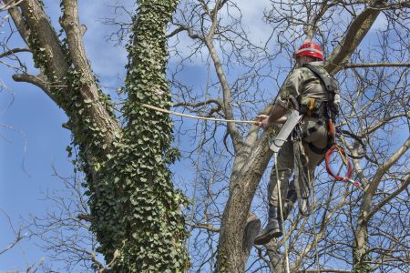 Tree Pruning Vs. Tree Trimming | Atlanta Tree Service Company